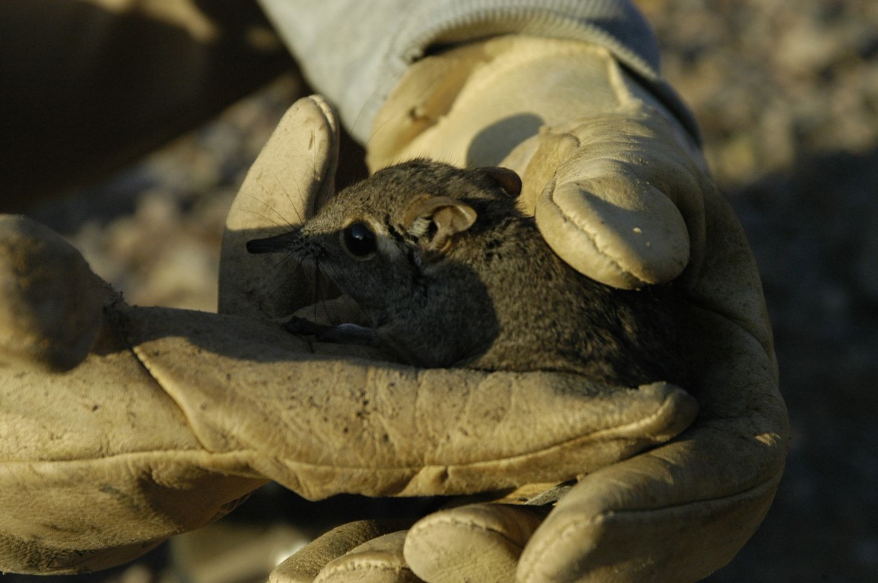 Faune et science La Musaraigne-éléphant de Somalie ou « Somali Sengi ...