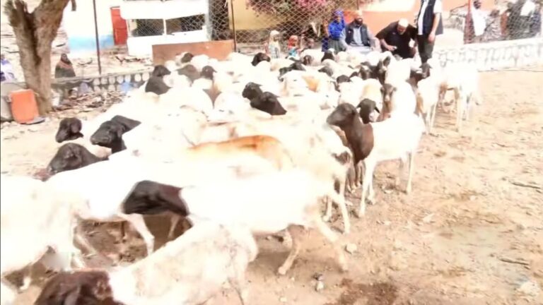 Aïd al-Adha à Arta : un élan de solidarité au profit de 1 600 familles ...